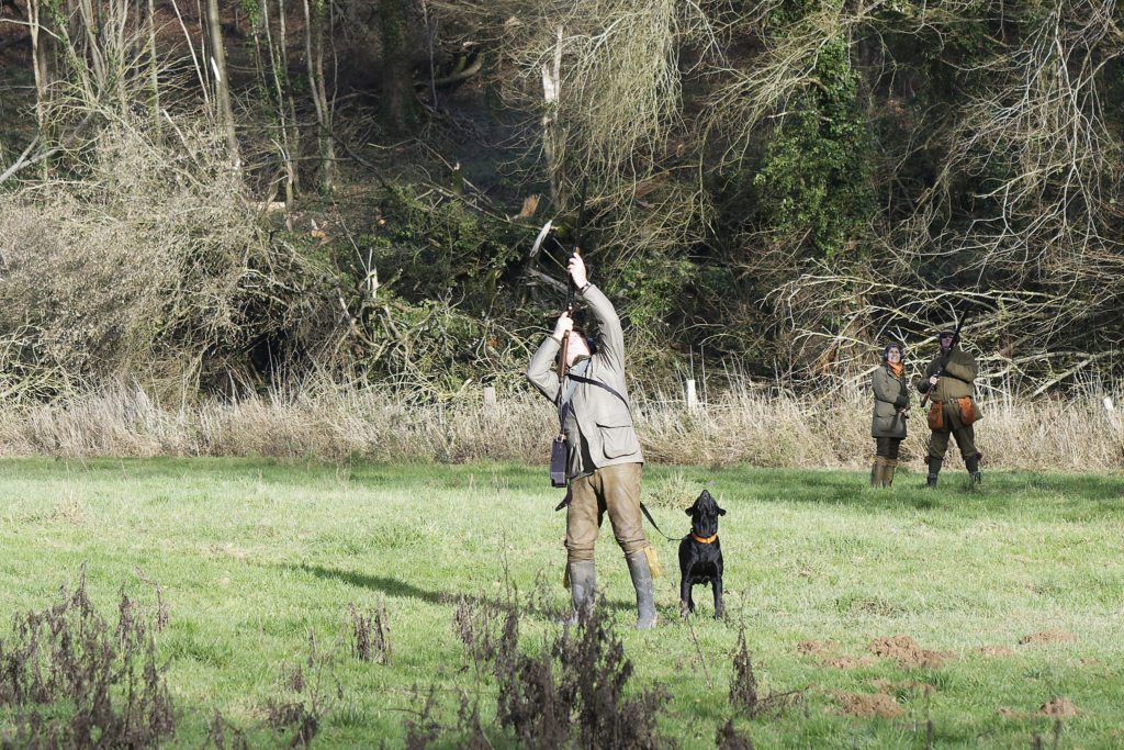Le labrador, populaire et digne - AIR & NATURE