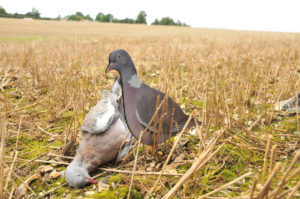 Palombe, pigeon, deux noms pour une même passion - AIR & NATURE