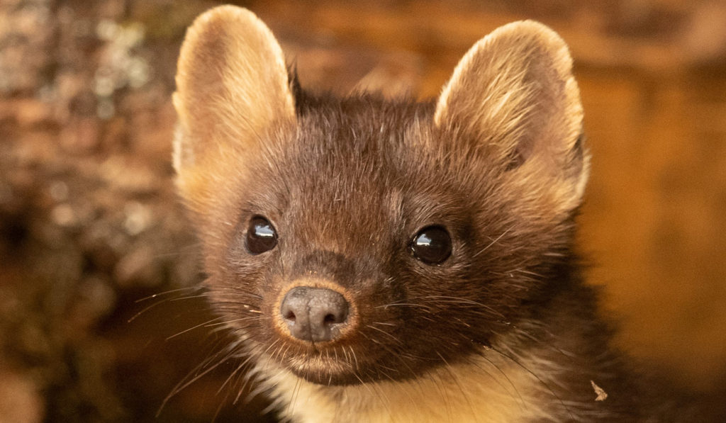 La discrète martre des pins - AIR & NATURE