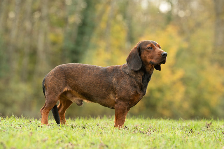 Le basset des Alpes - AIR & NATURE
