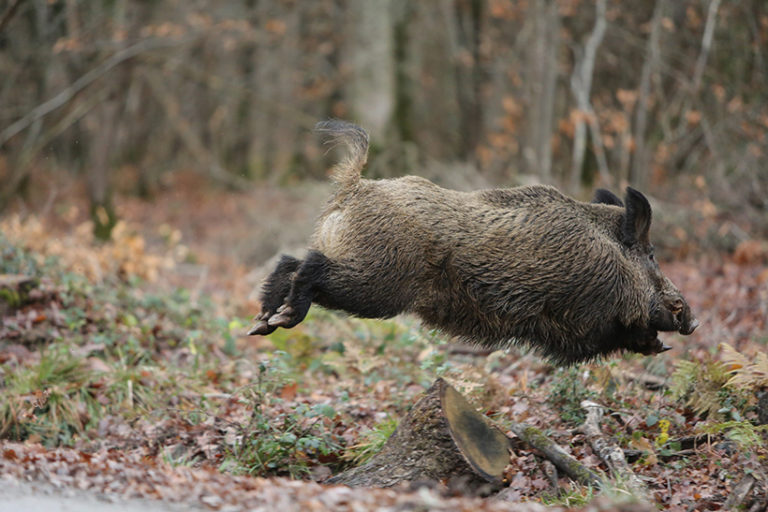 Sanglier en battue : lequel tirer ? - AIR & NATURE