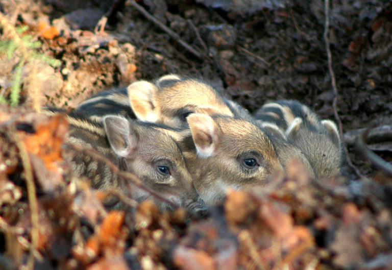 Petit marcassin deviendra grand - AIR & NATURE