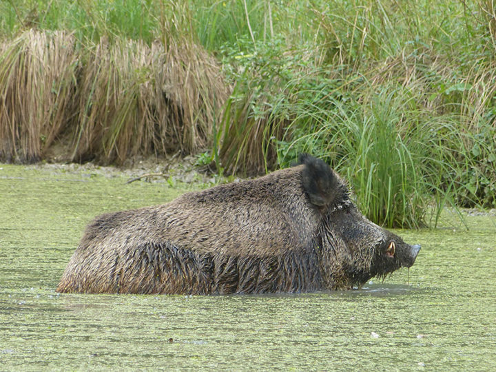 Petit marcassin deviendra grand - AIR & NATURE