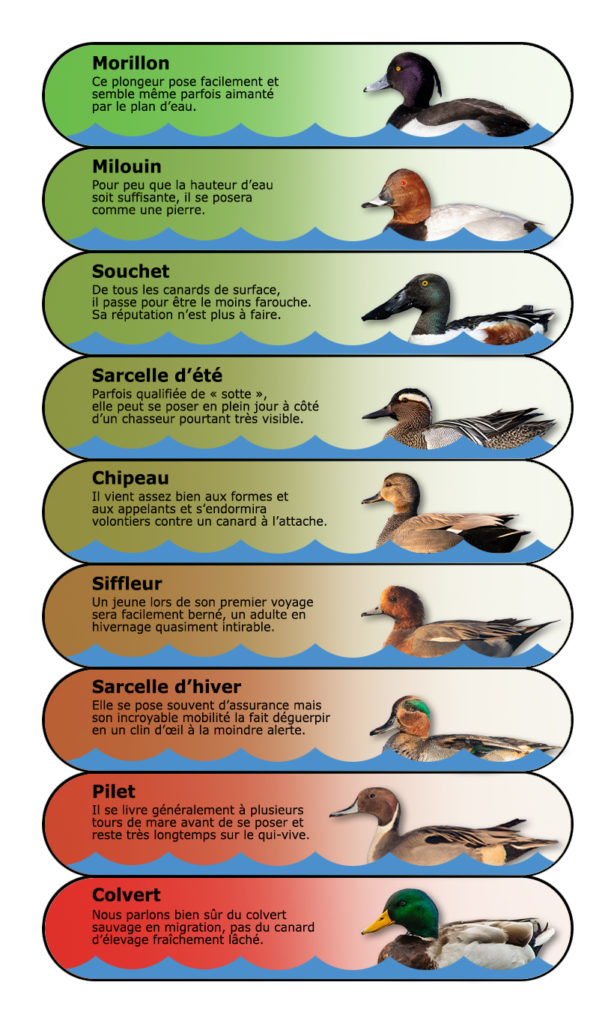 L'échelle de méfiance des canards - AIR & NATURE