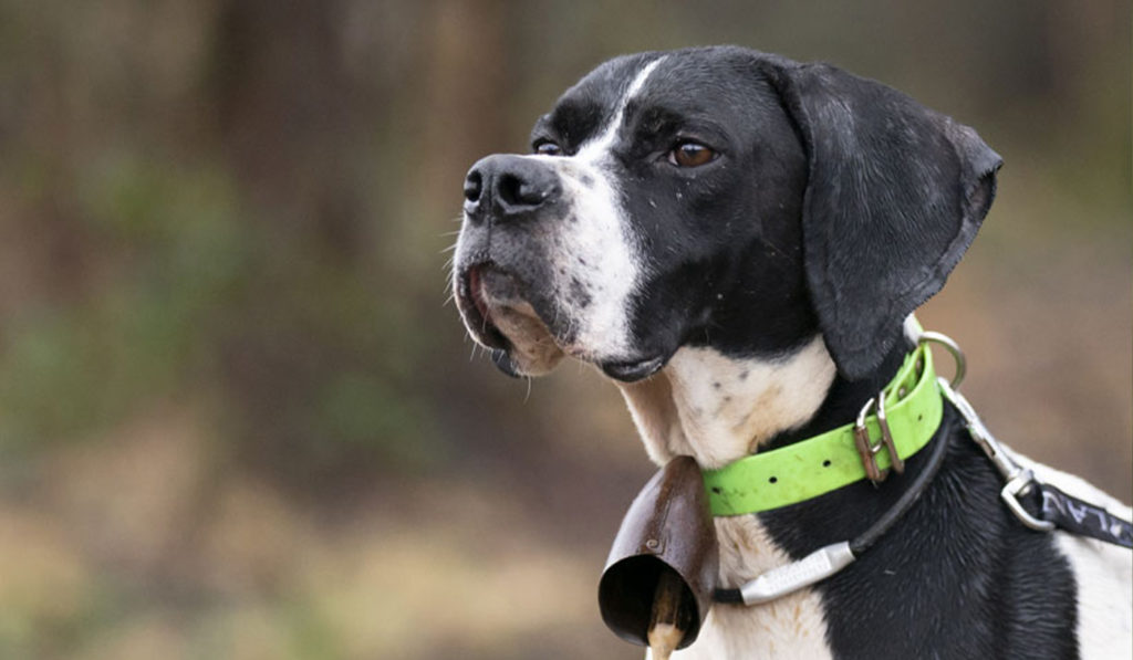 Le pointer anglais, pour la plume mais aussi le poil - AIR & NATURE