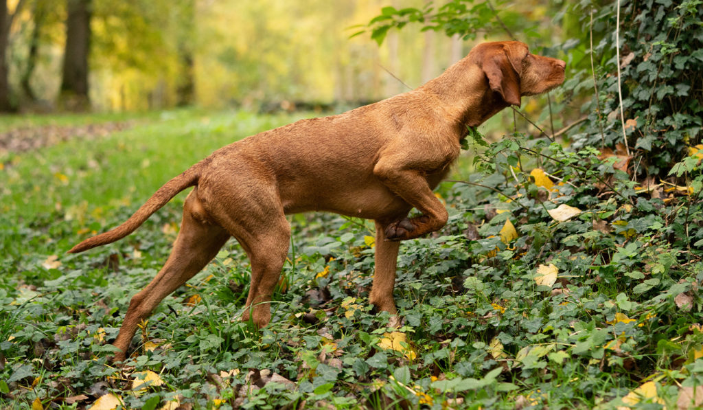 Le braque hongrois à poil dur - AIR & NATURE