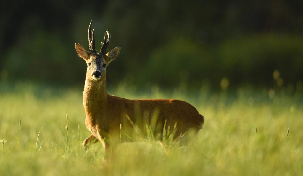 Un brocard hors normes : comme une apparition estivale - AIR & NATURE