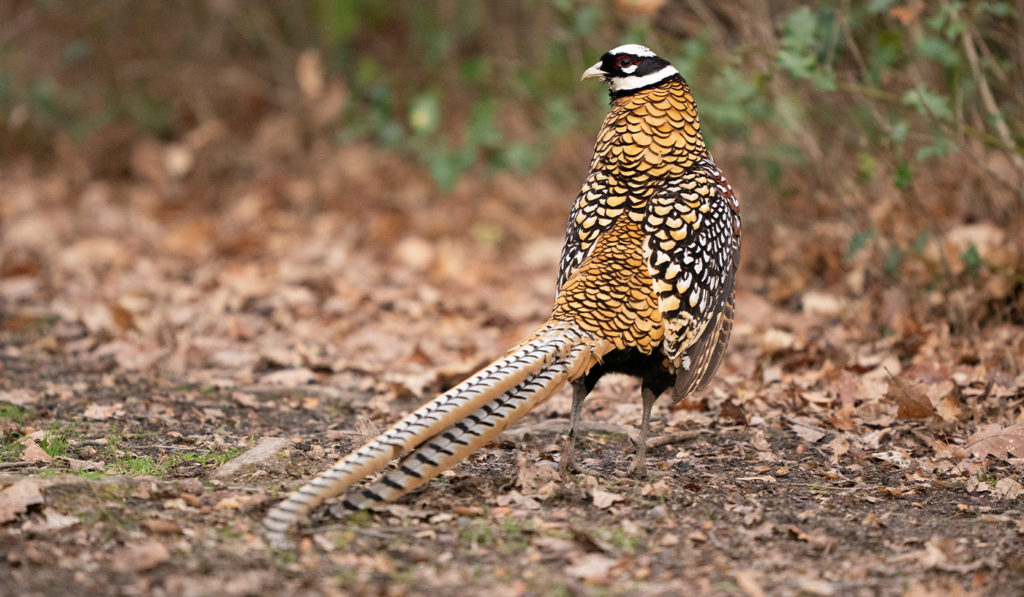 Faisan vénéré : l’oiseau de battue - AIR & NATURE