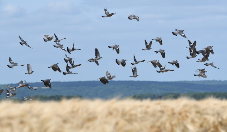 Palombe, pigeon, deux noms pour une même passion - AIR & NATURE