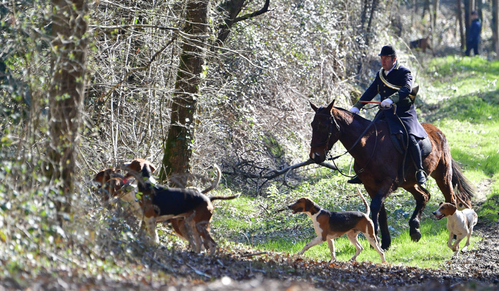 Rallye Vendéen : un demi-siècle dans la voie de Capreolus - AIR & NATURE