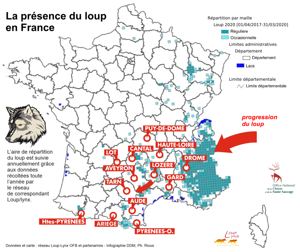 Finalement, le loup progresse encore et toujours - AIR & NATURE